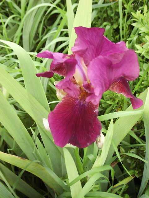 Iris Germanica - George Specht : Iris en Hemerocallis kwekerij Joosten ...