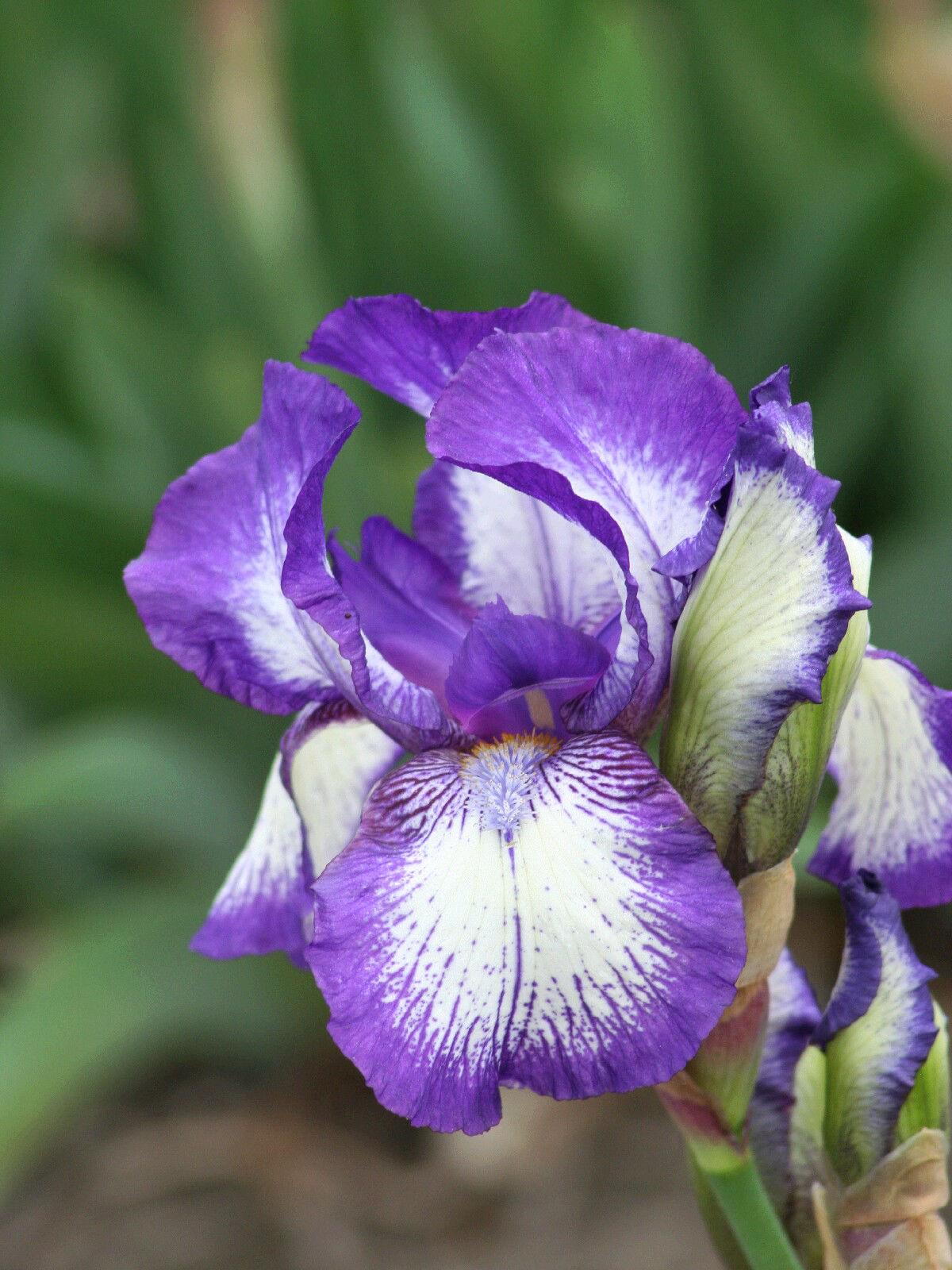 Iris Intermediair - Arctic Fancy : Iris en Hemerocallis kwekerij ...