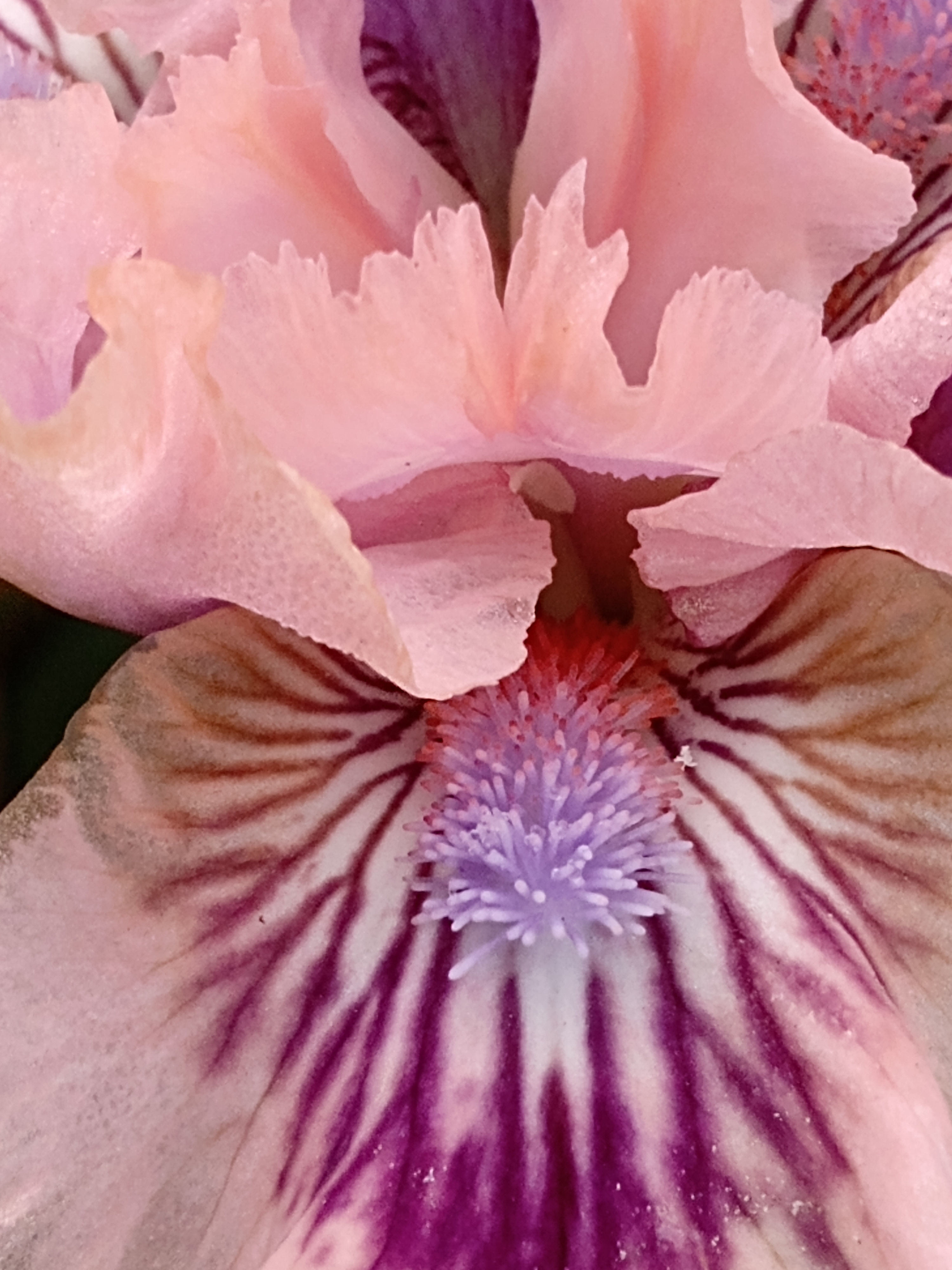 Iris Pumila - Frisk Me : Iris en Hemerocallis kwekerij Joosten ...