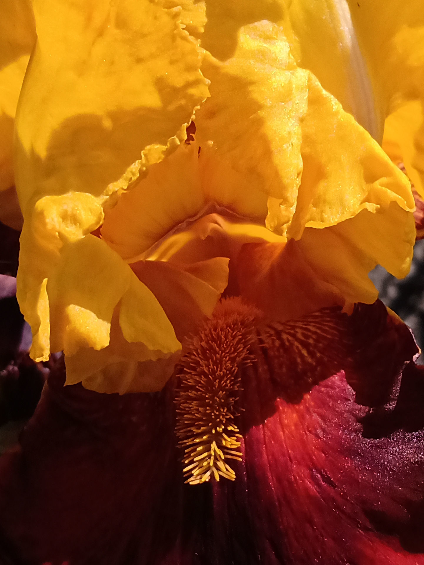 Iris Germanica - Fiesta Time : Iris en Hemerocallis kwekerij Joosten ...