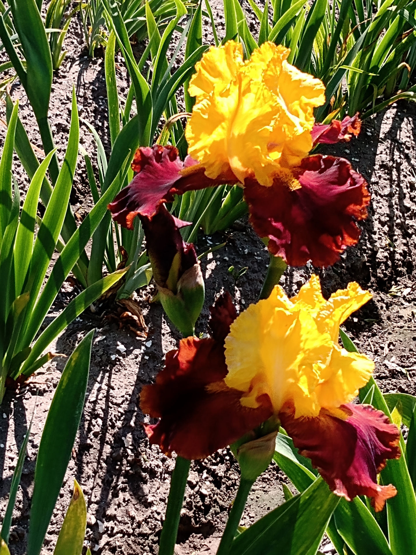 Iris Germanica - Fiesta Time : Iris en Hemerocallis kwekerij Joosten ...